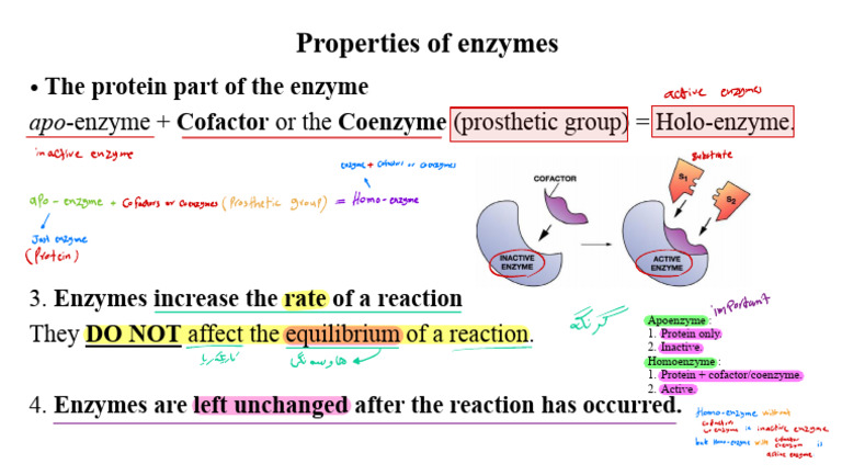 Properties of Enzymes: The Protein Part of The Enzyme Cofactor Coenzyme ...