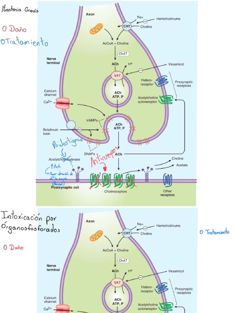 Colinergic Transmission 2 | PDF