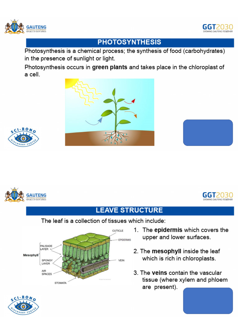 1. Photosynthesis Introduction | PDF | Leaf | Cell (Biology)
