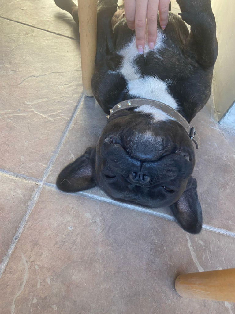 Frenchie | PDF