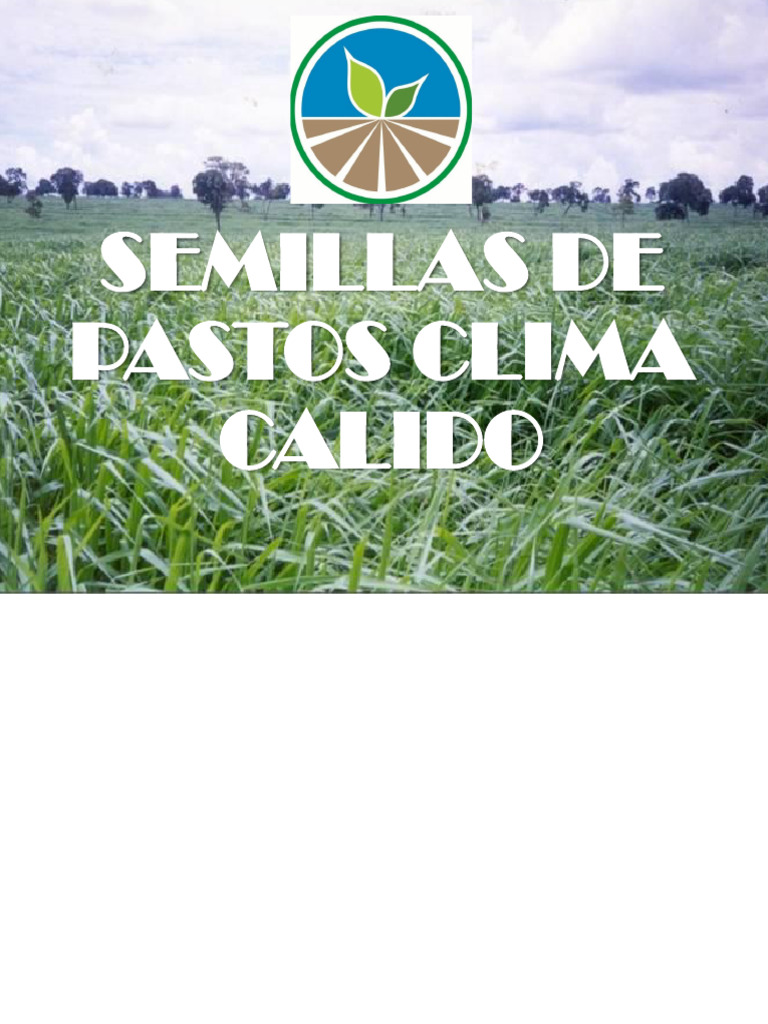 Germisemillas PASTOS CLIMA CÁLIDO | PDF | Pasto | Pasto