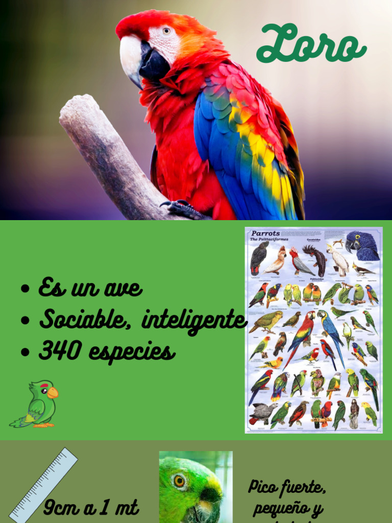 LORO | PDF