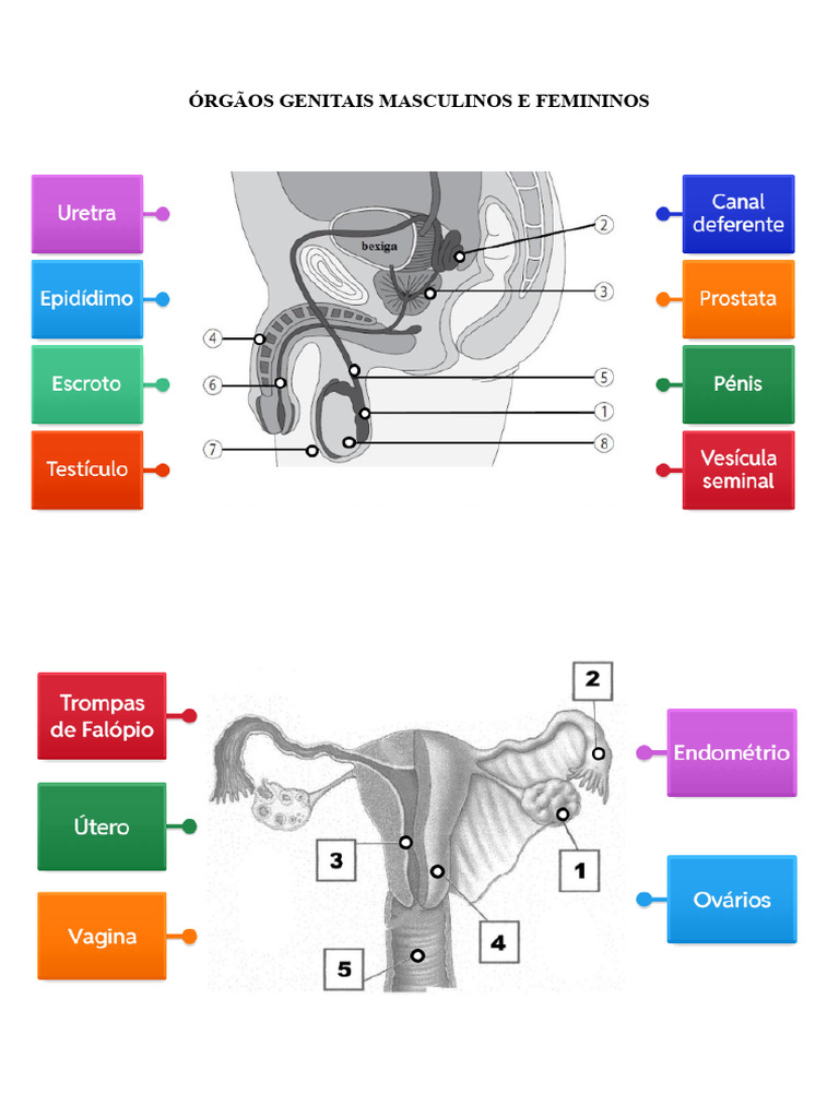 Ok Orgãos Genitais Masculinos e Femininos | PDF
