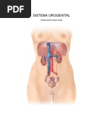 Sistema Urogenital | PDF | Riñón | Urología