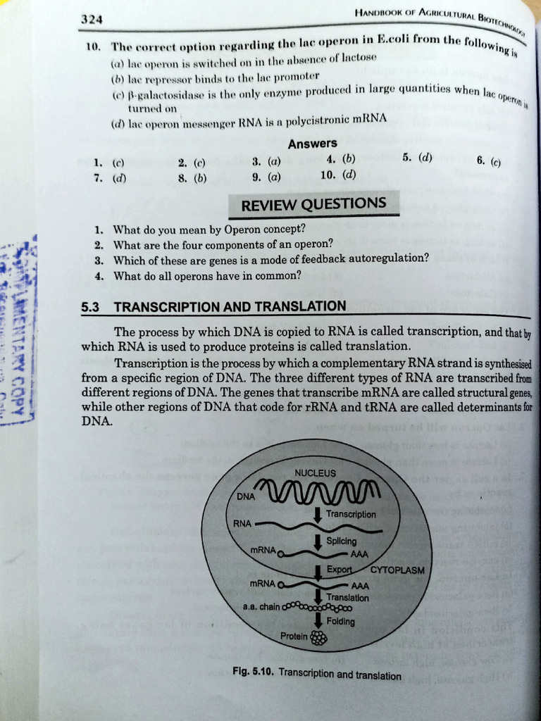 Transcription and Translation Notes (Molecular Biology) | PDF