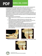 Tema 35 - Articulación Del Codo. Articulación Radio Cubital Distal. | PDF | Codo | Articulación