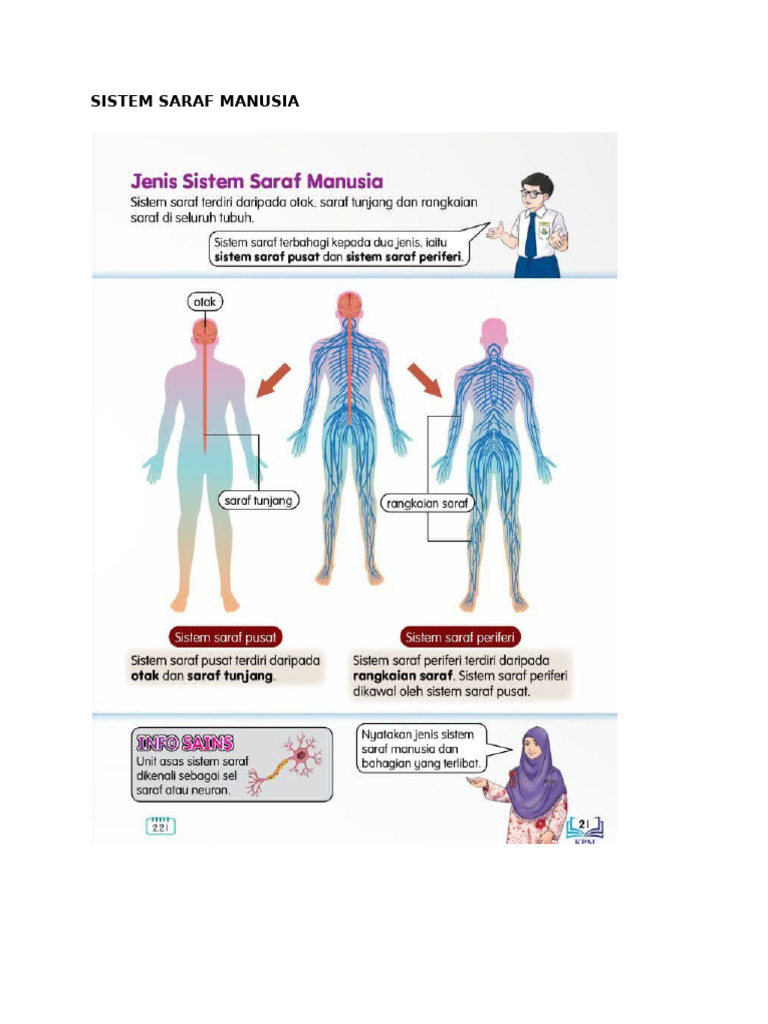 Sistem Saraf Manusia | PDF