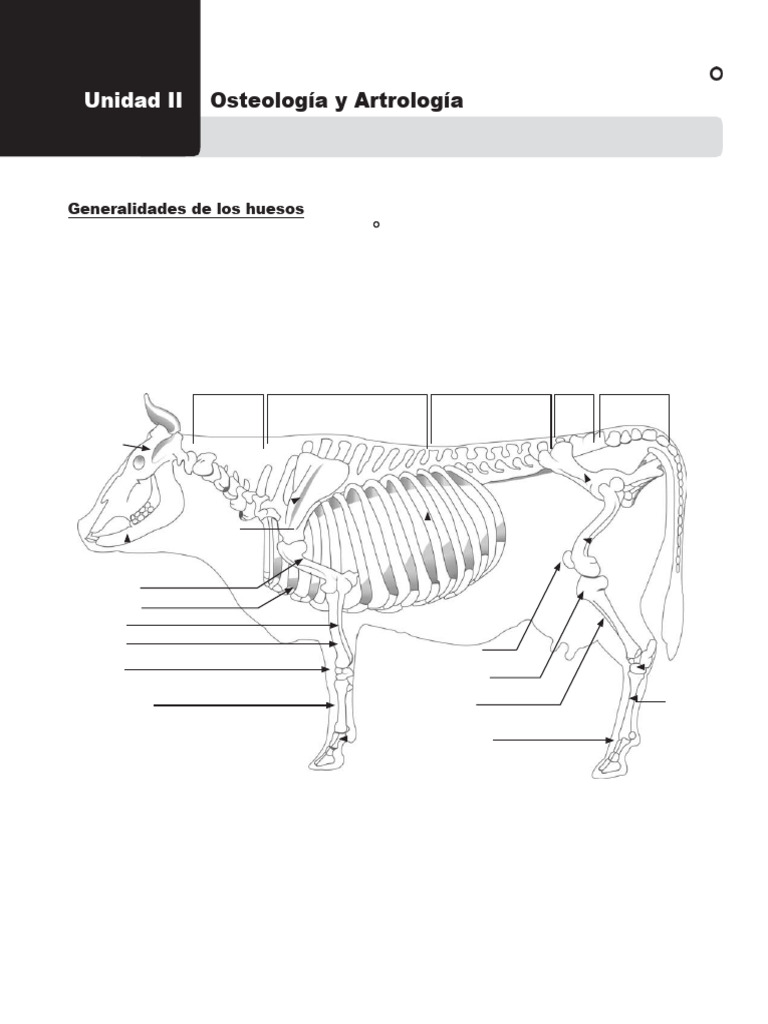 Osteología y Artrología: Estructura Ósea | PDF | Vértebra | Esqueleto