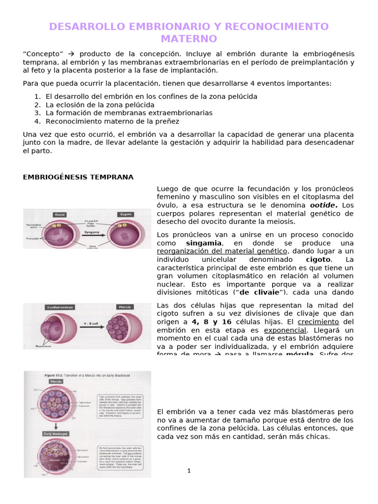 Desarrollo embrionario y reconocimiento materno | PDF | Embrión ...