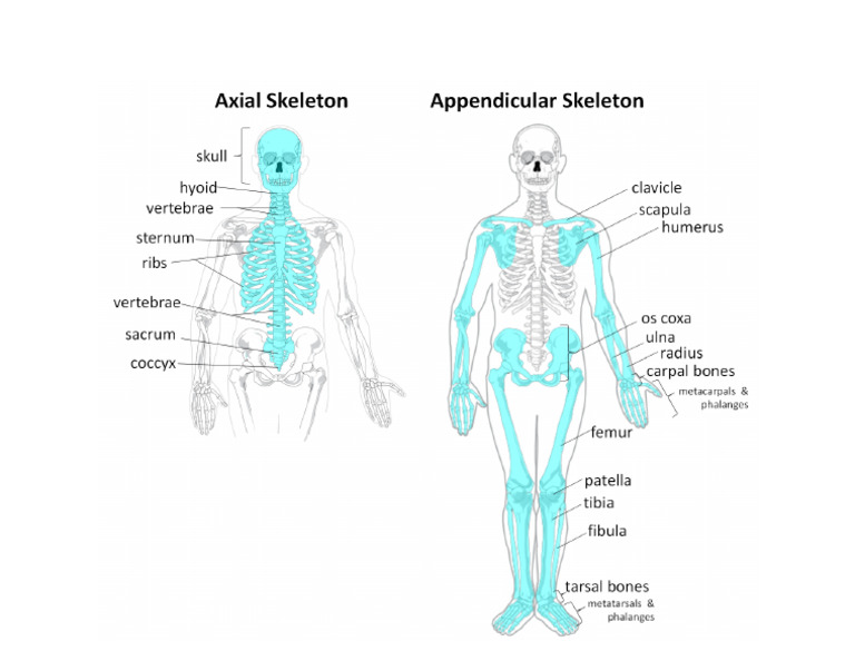 Axial and Appendicular Skeleton | PDF