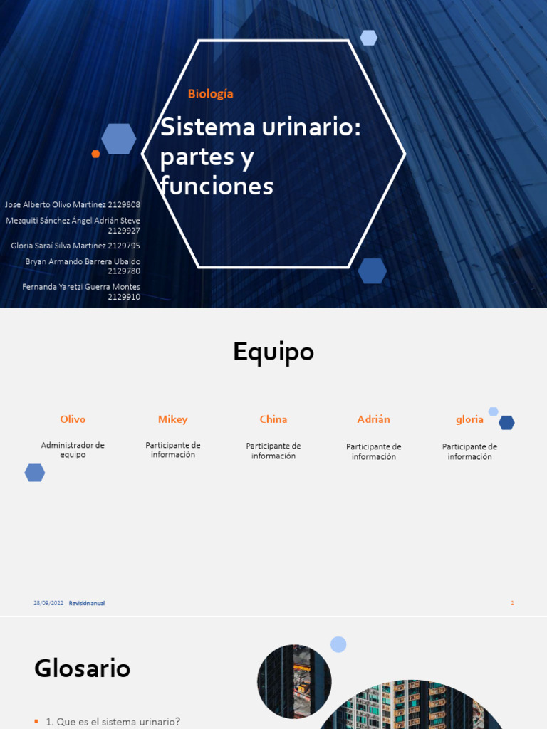 Sistema Urinario Presentacion | PDF | Sistema urinario | Orina