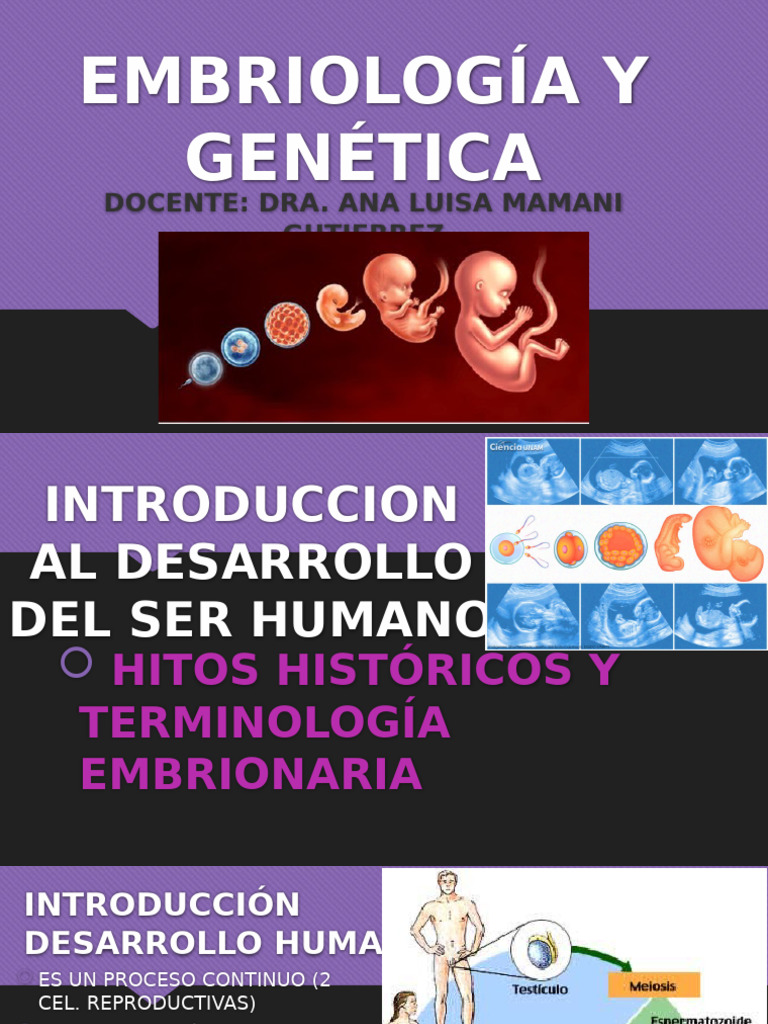 Embriología y Genética | PDF | Desarrollo prenatal | Embrión