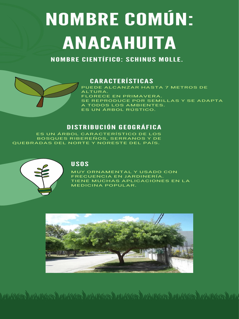 Infografía Anacahuita | PDF