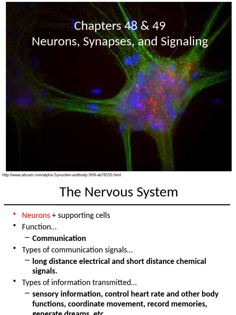 Neurons and Nervous System Function | PDF | Chemical Synapse | Action Potential