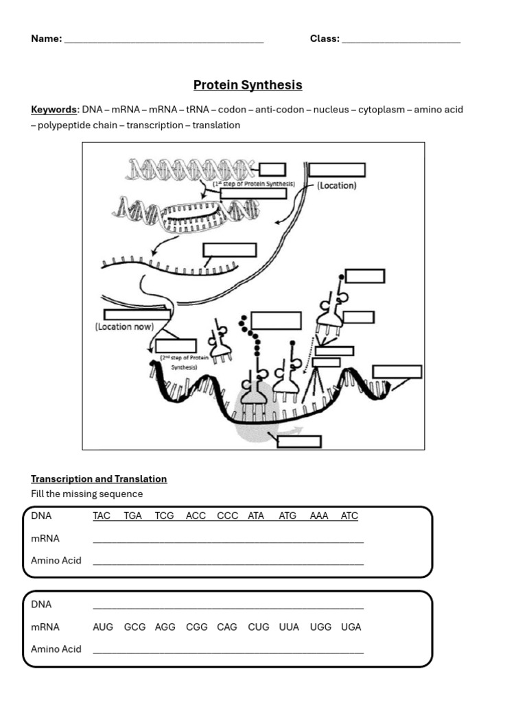 13.2 Protein Synthesis Worksheet | PDF
