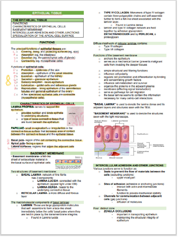 HISTO COMPLETE REVIEWER MIDTERMS Epi1 | PDF
