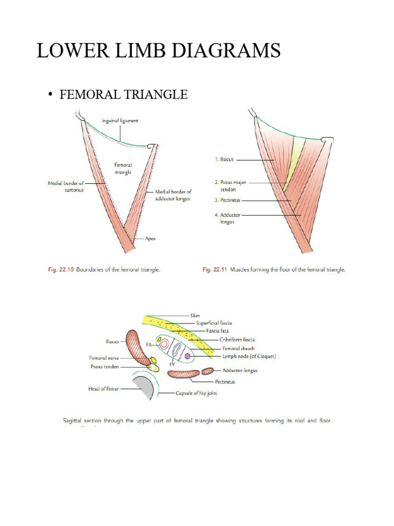 Lower Limb Diagrams | PDF