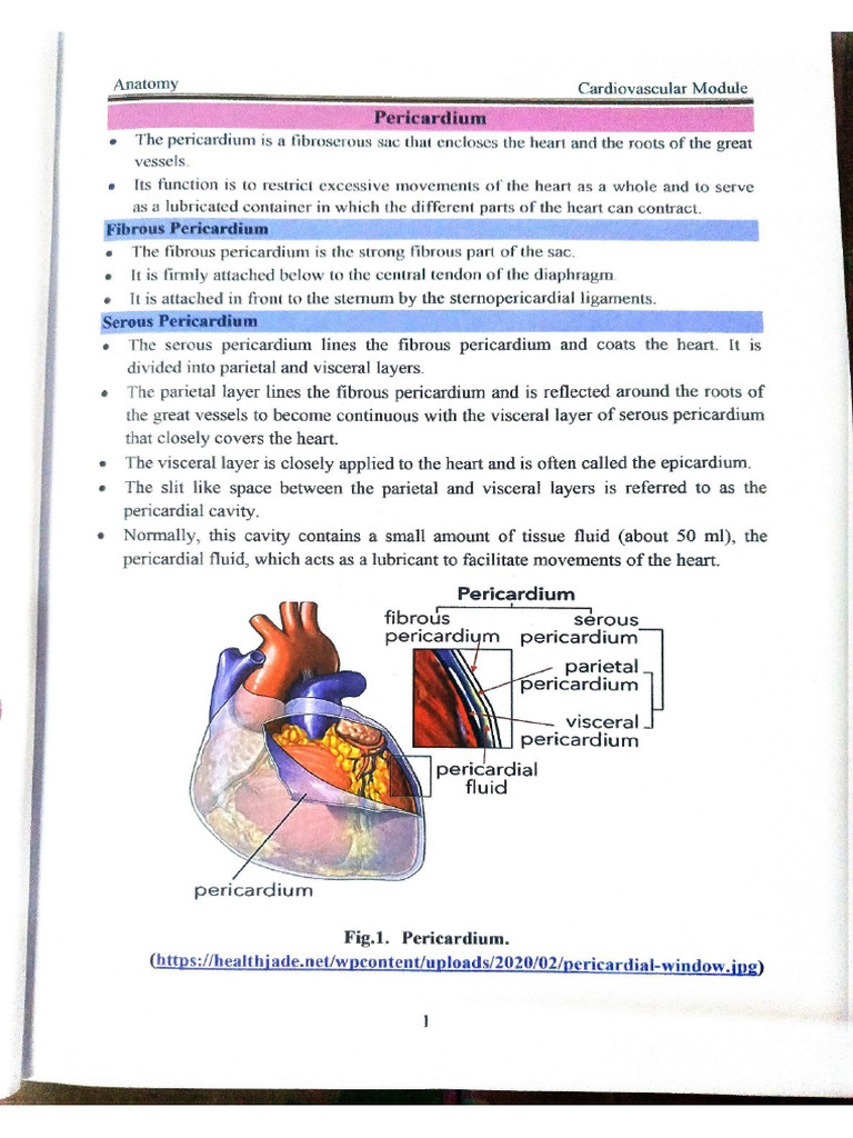 CVS Anatomy - Periocardium & Gross Anatomy of Heart | PDF