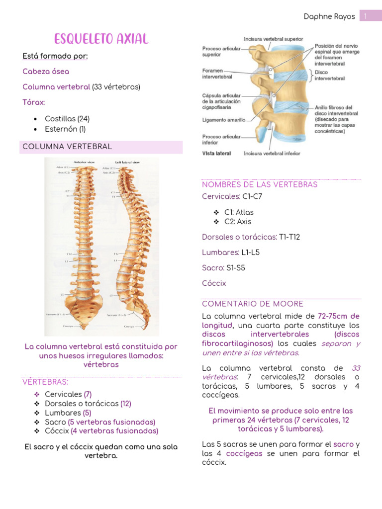 Estructura y Función de la Columna Vertebral | PDF | Vértebra | La ...