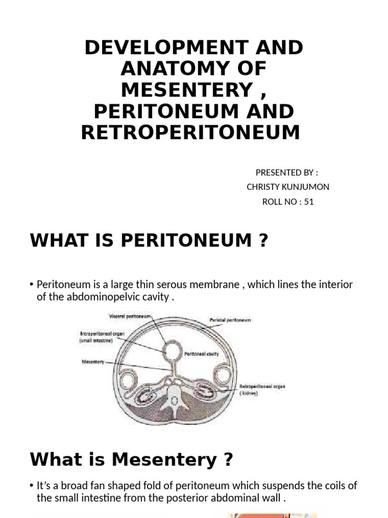Development and Anatomy of Mesentery , Peritoneum And | PDF ...