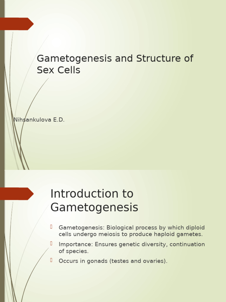 Gametogenesis Expanded Lecture | PDF | Meiosis | Sperm