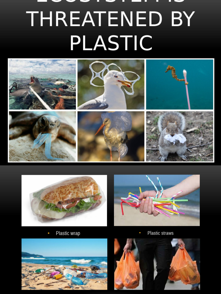 Plastic Pollution | PDF