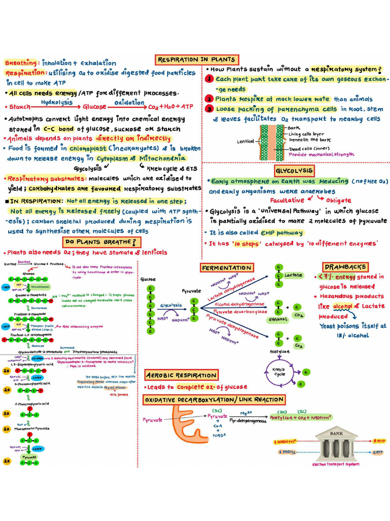 Biology revision | PDF