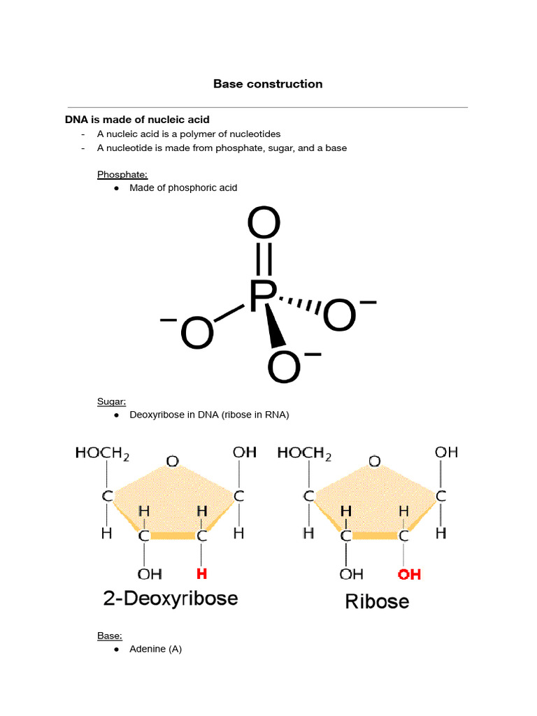 IB BIOLOGY SL/HL: Structure of DNA | PDF | Rna | Nucleotides