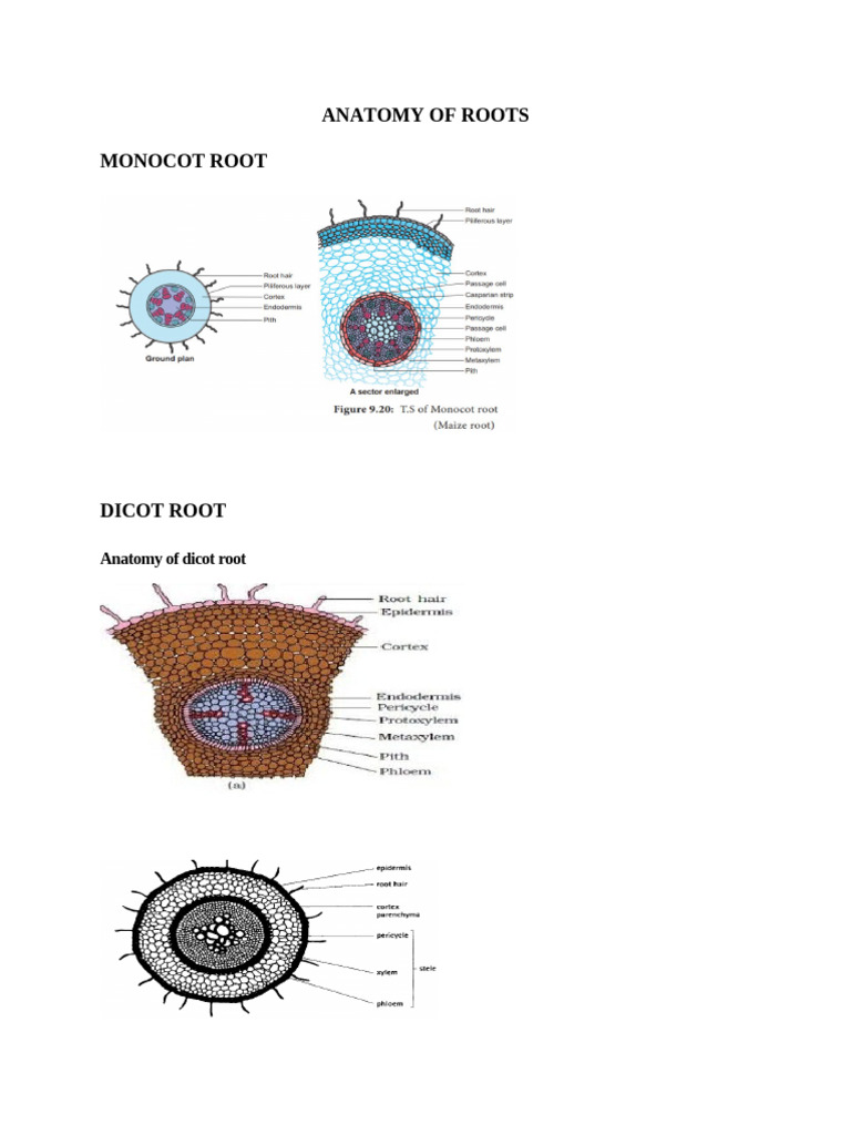 Anatomy of Roots, Stems and Root | PDF