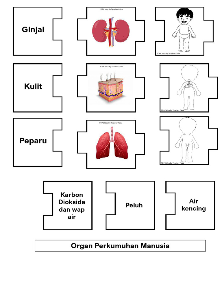 Organ Perkumuhan Dan Penyahtinjaan Manusia | PDF