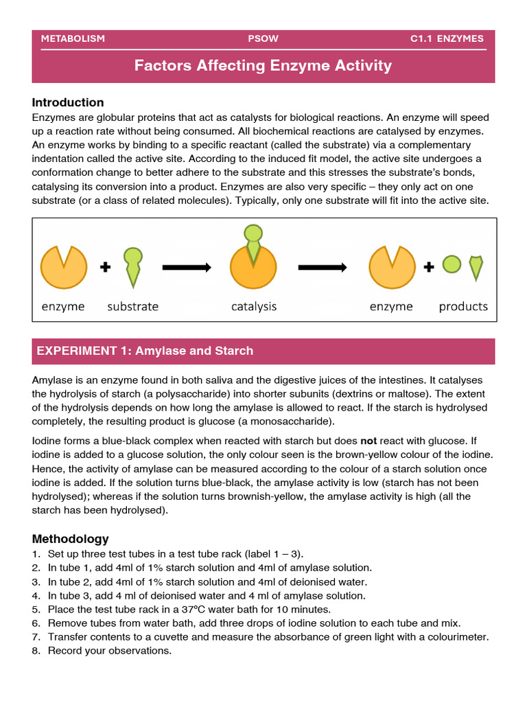 Factors Affecting Enzyme Activity | PDF | Enzyme | Hydrolysis