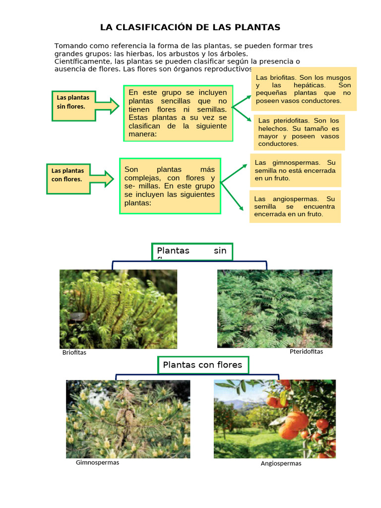 Clasificación de las Plantas: Grupos y Tipos | PDF