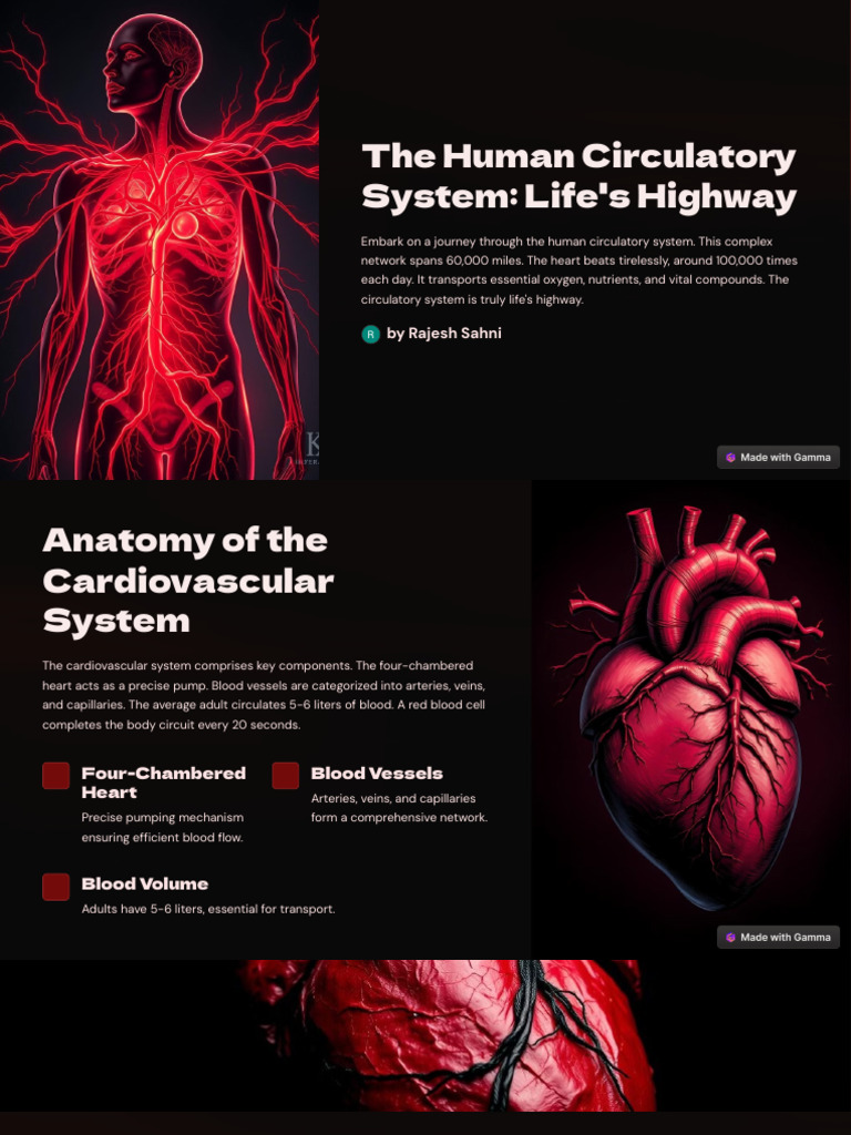 Human Circulatory System Overview | PDF | Circulatory System | Blood