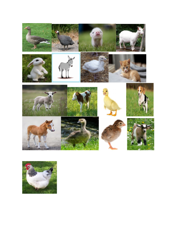 Portofoliu Animale Domestice | PDF