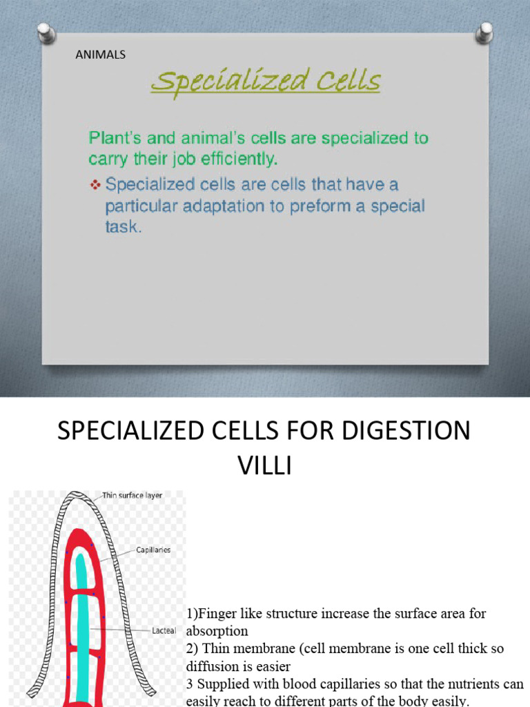 Specialized Cells in Animal Digestion | PDF