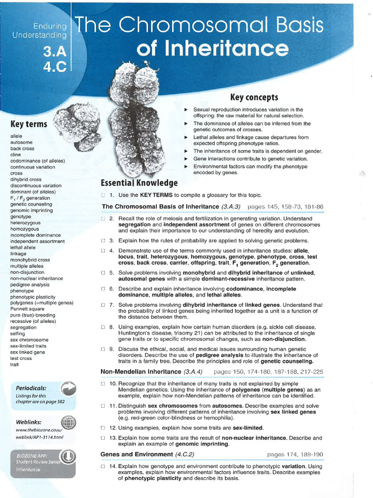 BioZONE Unit 5 Genetics | PDF | Dominance (Genetics) | Zygosity