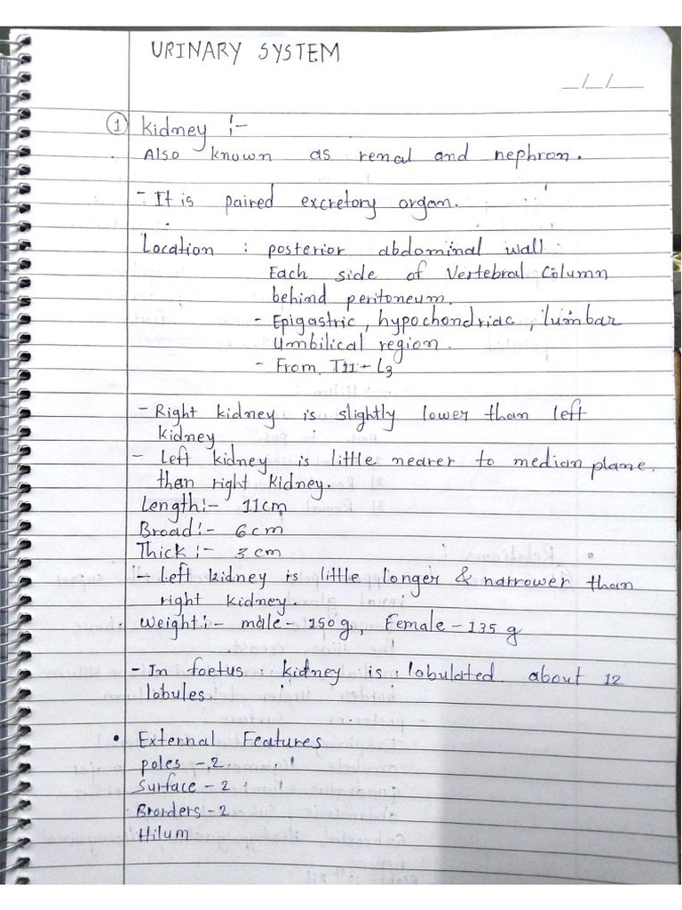 Urinary System - 241217 - 183527 | PDF