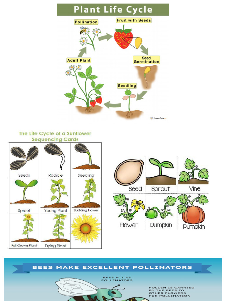 Plants Life Cycle and Pollination | PDF