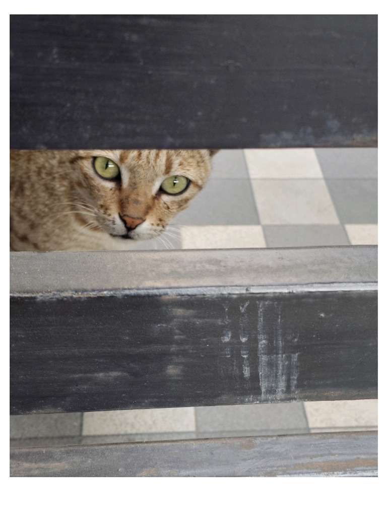 Cat | PDF