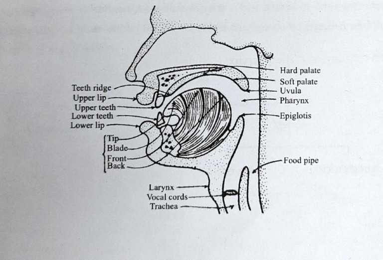 Organs of Speech | PDF