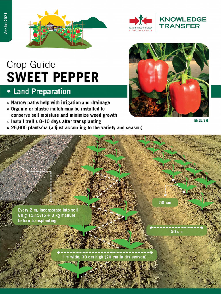 Sweet Pepper | PDF