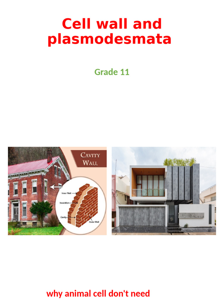 Cell Wall and Plasmodesmata | PDF
