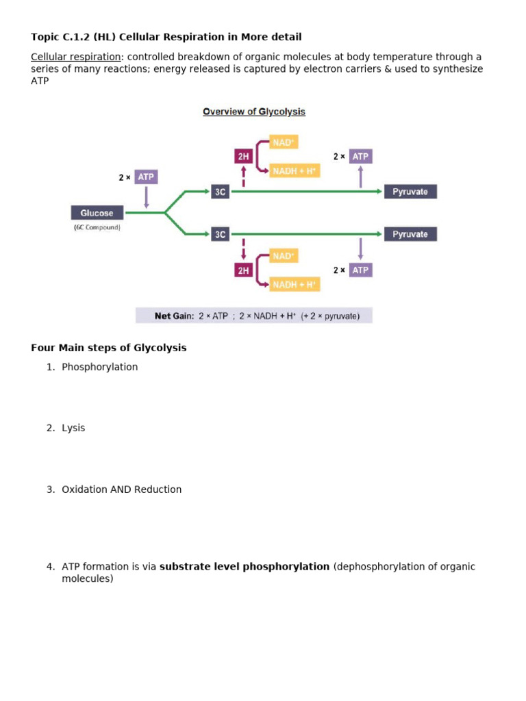 HL Cell Respiration Topic C.1.2 | PDF