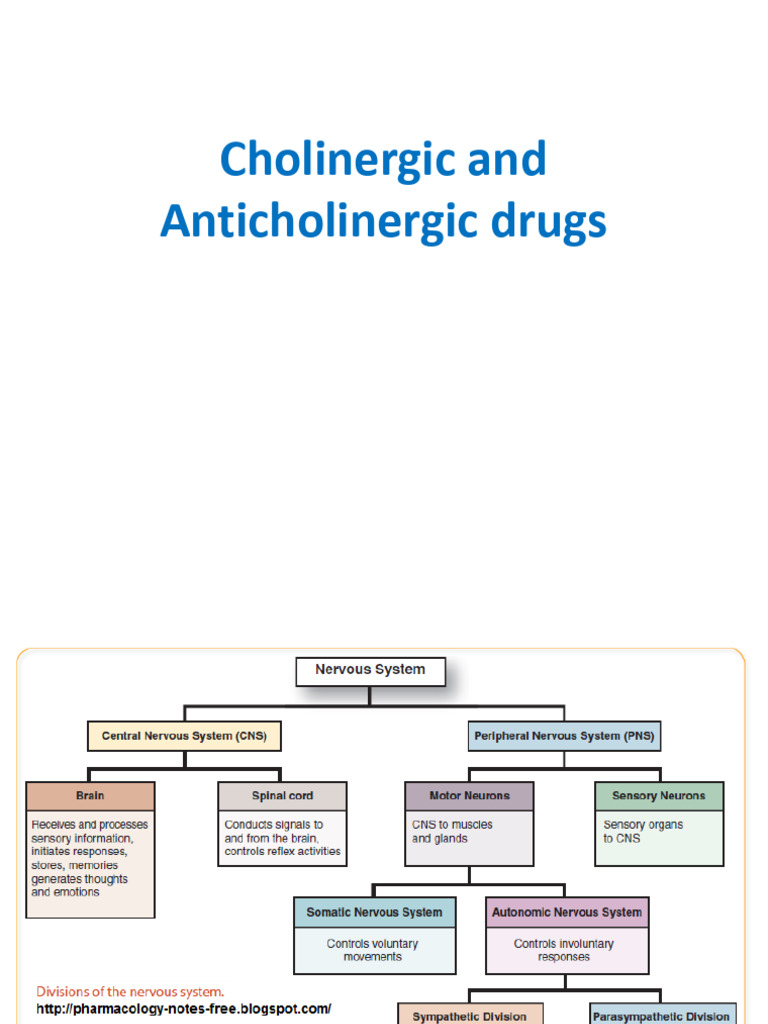 Cholinergic vs Anticholinergic Drugs | PDF | Acetylcholine ...