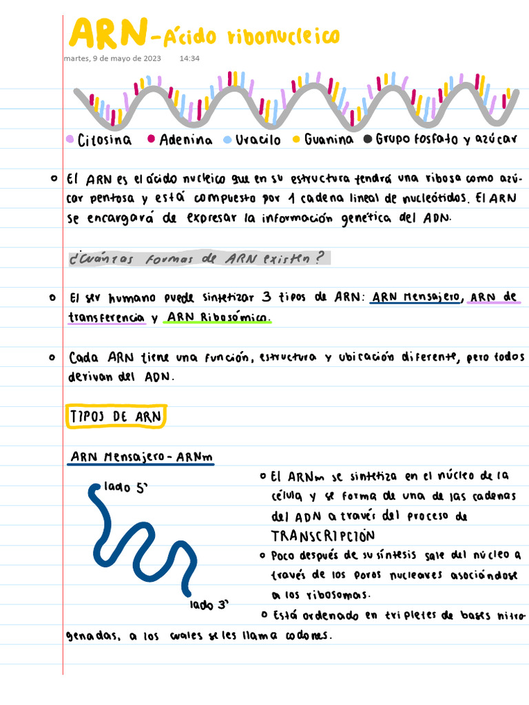 Tipos de ARN y sus funciones | PDF