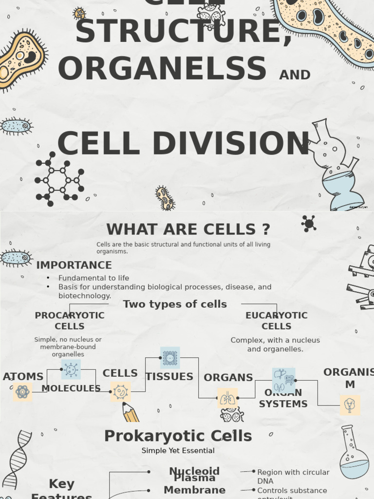 Cell Structure and Division Explained | PDF | Endoplasmic Reticulum ...
