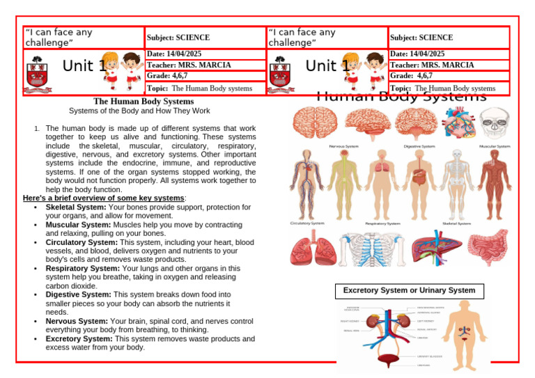 SCIENCE LESSON The Human Body Systems-1 | PDF | Human Body | Anatomy