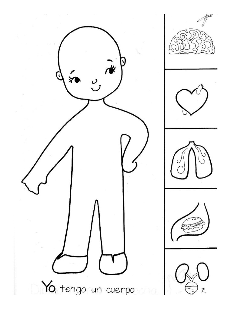 Evaluación Cuerpo Humano | PDF
