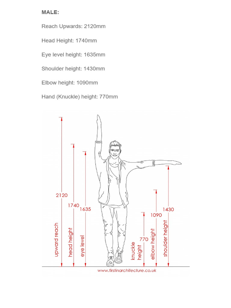 Average Body Dimensions for Men and Women | PDF