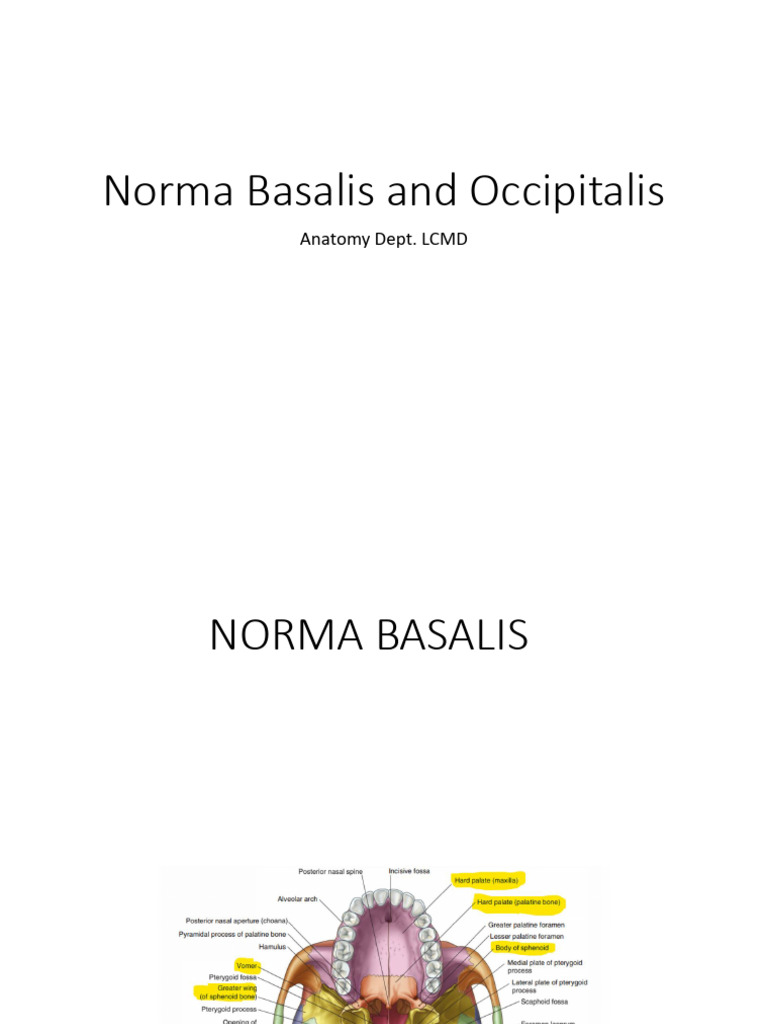 Anatomy of Norma Basalis and Occipitalis | PDF